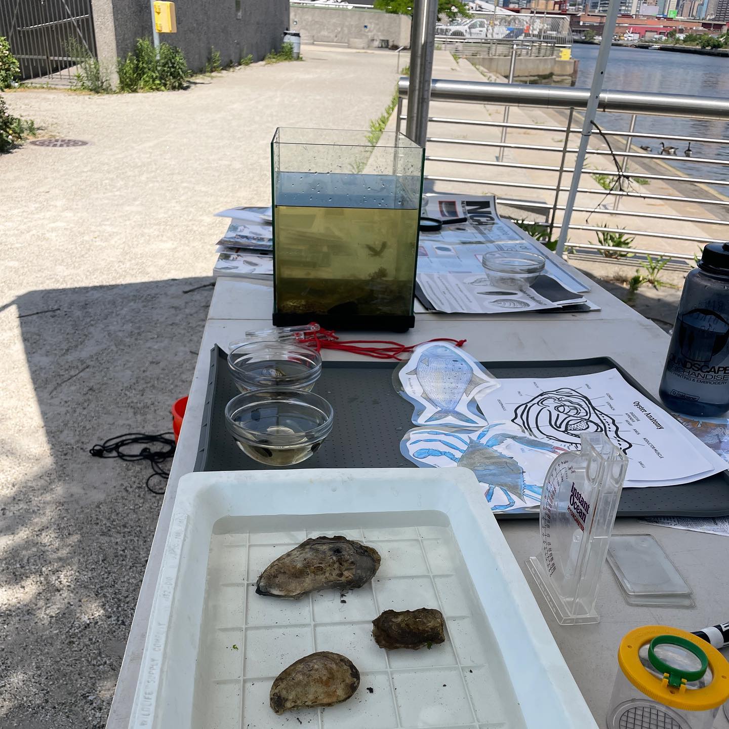 Creek Critters – Newtown Creek Alliance