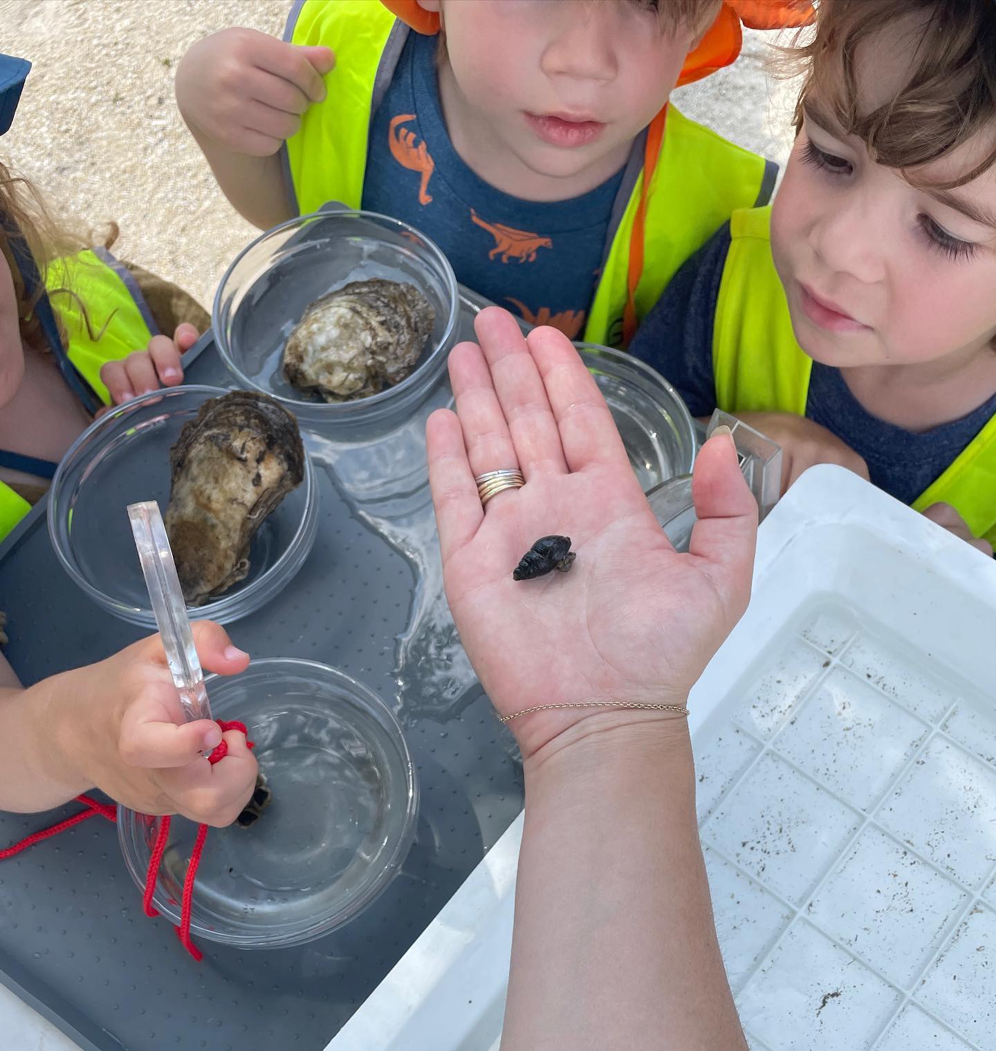 Creek Critters – Newtown Creek Alliance
