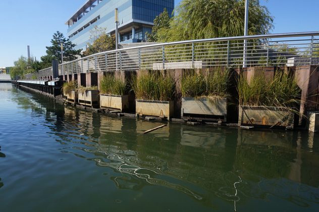Intertidal Wetlands Project – Newtown Creek Alliance